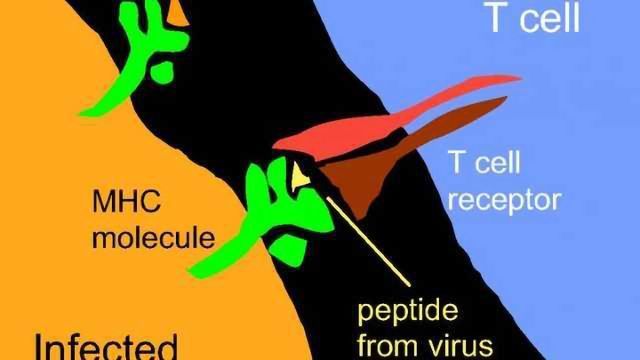 Viral Molding of the Immune System Provides Detection Tool | Technology ...