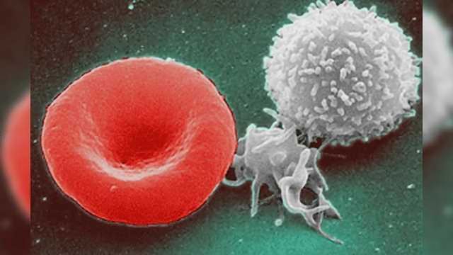 Bone Marrow Transplants Guided by Stem Cell Pathway Insights ...