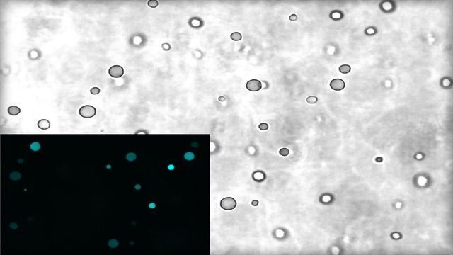 Protocells Could Provide Clues on the Origins of Life | Technology Networks