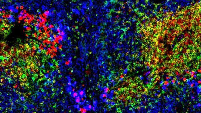 How Immune Cells Target Different Tissues | Technology Networks