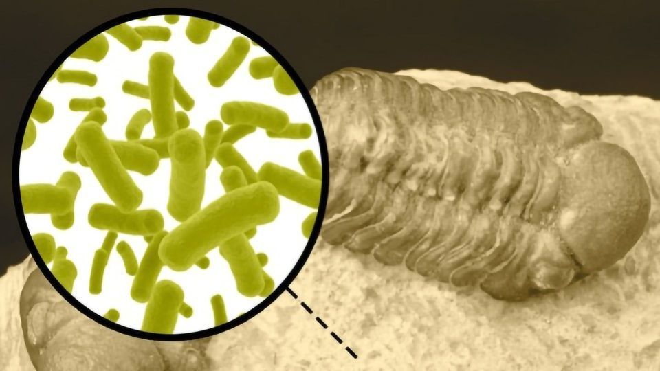 Bacterial Genomes Provide “Shadow History” of Animal Evolution ...