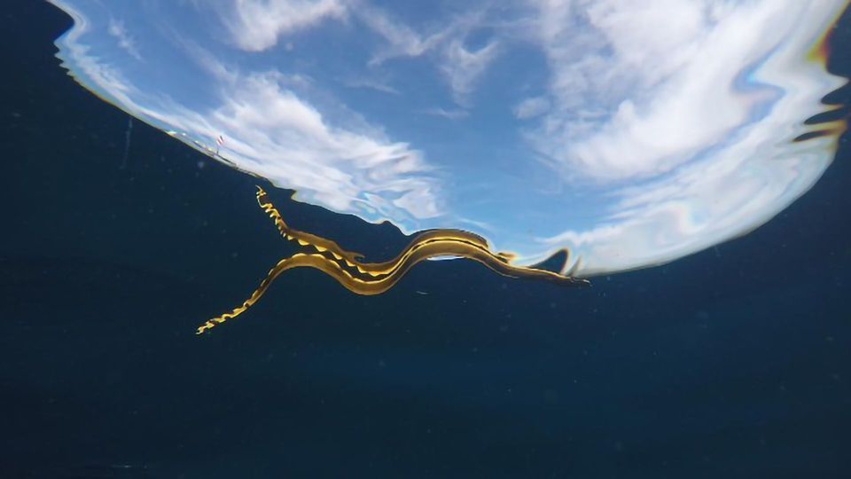 Yellow Bellied Sea Snake Underwater