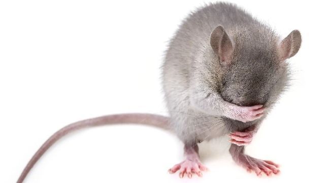 Depression Reversed in Male Mice by Activating a Gene That Helps Excite ...