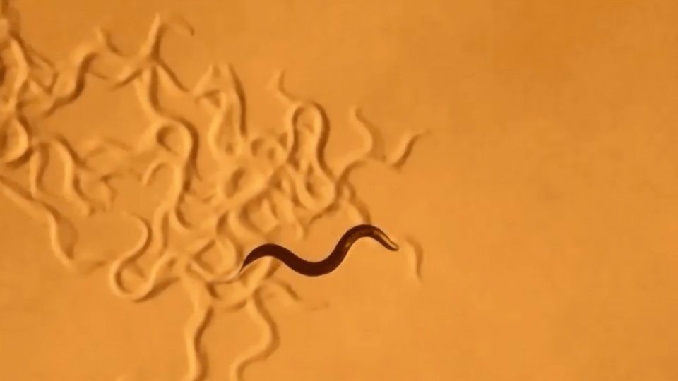 Hungry Hungry... Worms? | Technology Networks