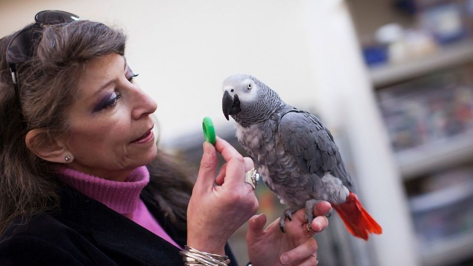 Bird Brain: Parrot Passes Classic Intelligence Test | Technology Networks