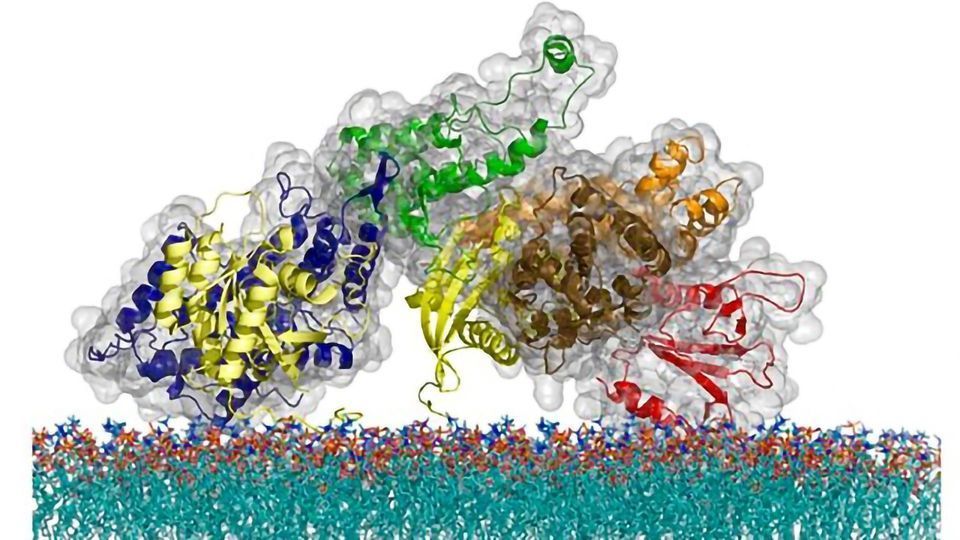 How Hard-working T Cells Tune Out Fake Signals | Technology Networks