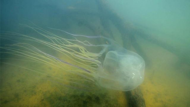 Box Jellyfish Stingers