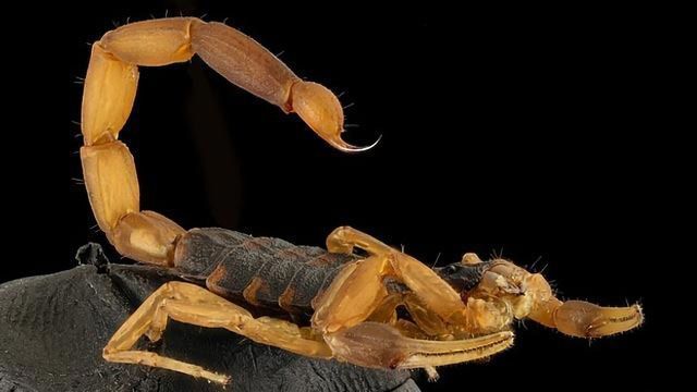 Brain Tumor Imaging Method Uses Scorpion Venom Protein | Technology ...