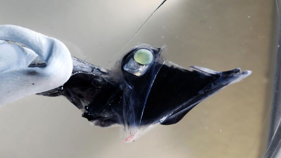 Fish in the Deep Dark Depths of the Ocean Found to Have Color Vision ...