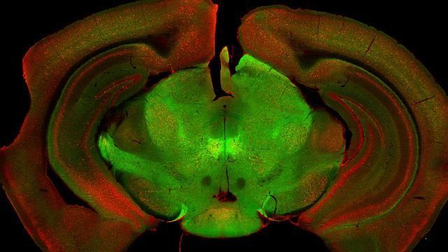 The Relay Station That Keeps the Body Moving | Technology Networks