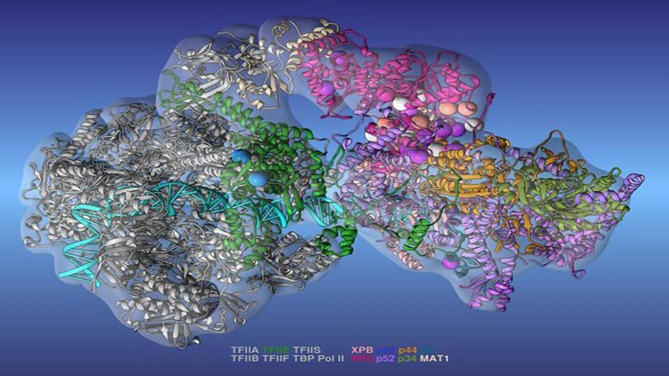 World’s Smartest Computer Creates Model of Complex Protein Machinery ...