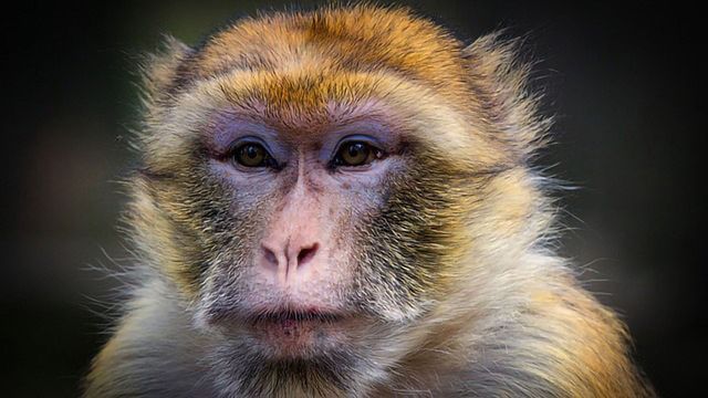 Gene-editing Used to Create Primate Model for Autism | Technology Networks