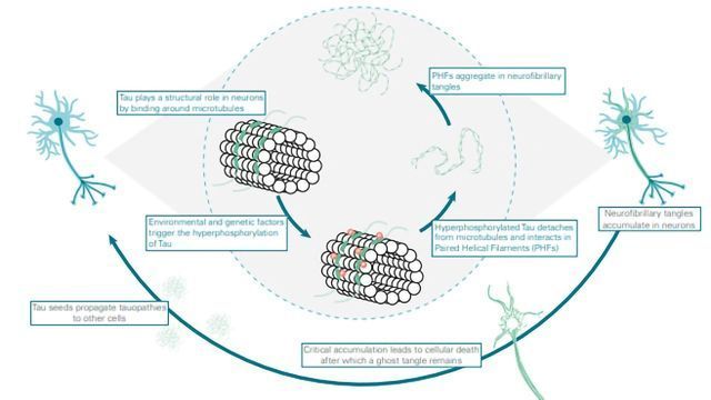 TAU Protein Aggregation Assay Relevance to Alzheimer’s Disease and ...