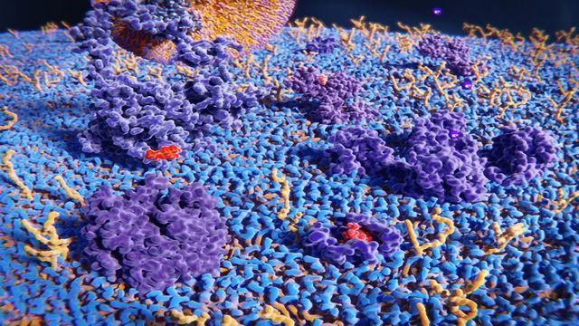 Human Protein Co-regulation Map Reveals New Insights Into Protein ...