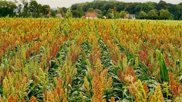 AI Helps Breed Climate-resilient Crops | Technology Networks