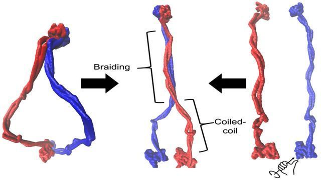 Cell Science News | Page 389 | Technology Networks