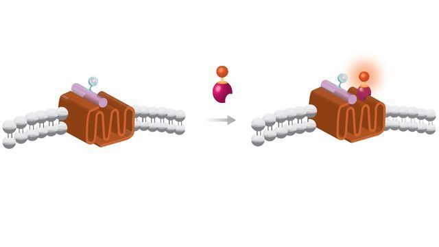 Ligand-Receptor Binding Kinetics on the PHERAstar® Microplate Reader ...