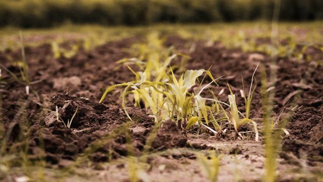 Plant Growth Switch Could Be Key to Protecting Crops in Extreme Weather ...