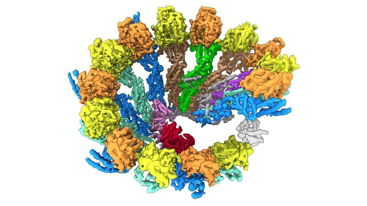 How Cells Assemble Their Skeleton | Technology Networks
