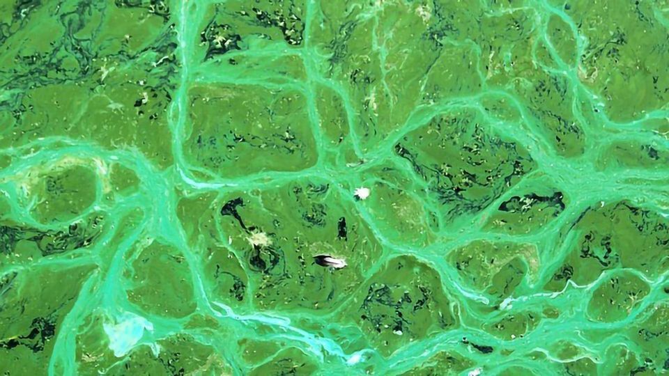 Harmful Algal Bloom Toxins Detected in Urine Test | Technology Networks