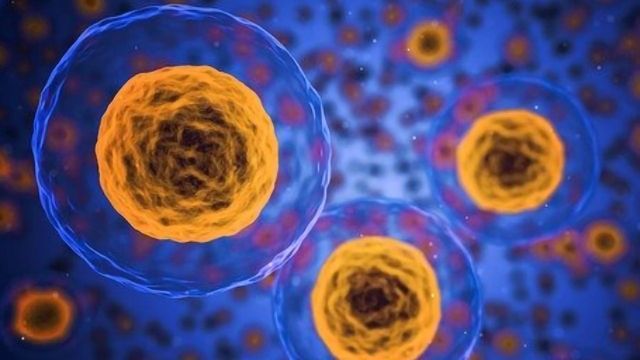 Cells Protect Themselves Against Stress by Keeping Together ...