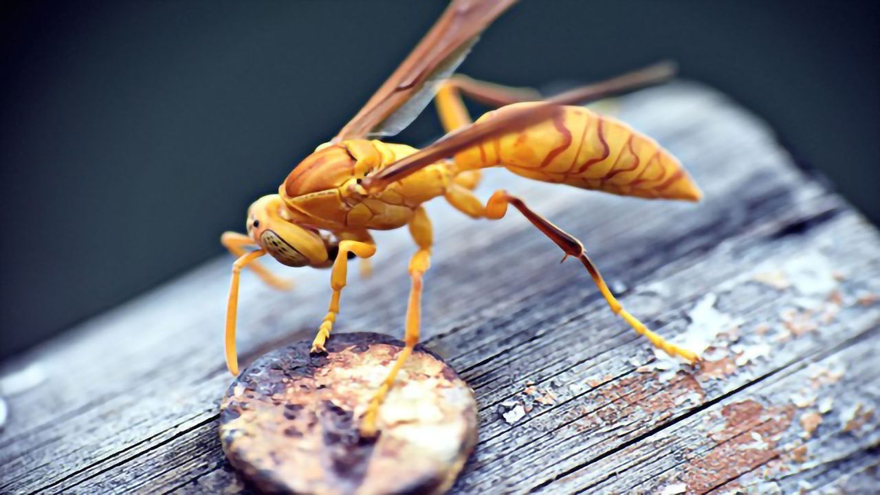 Wasps Rapidly Evolved Ability To Identify Faces | Technology Networks