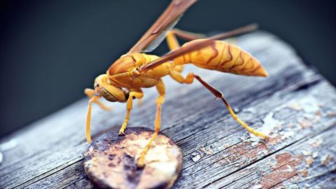 Wasps Rapidly Evolved Ability To Identify Faces | Technology Networks