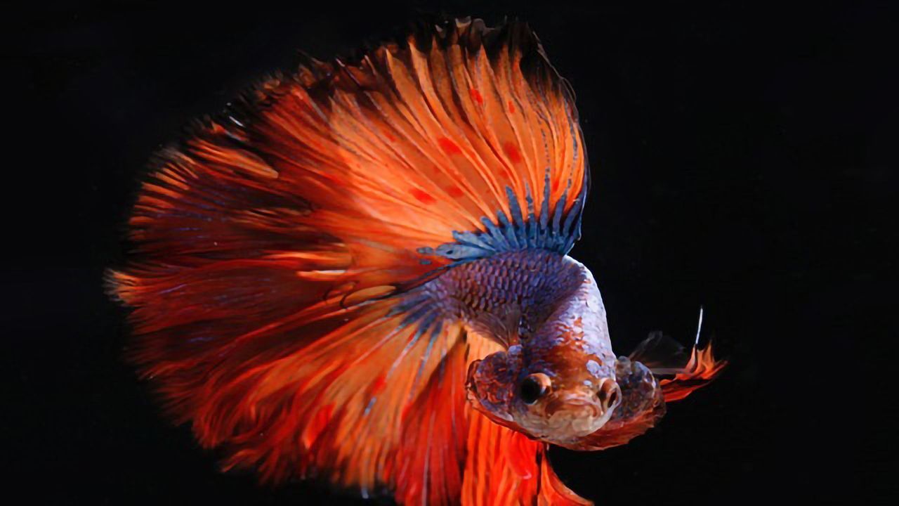 First Map of Fish Genetic Diversity | Technology Networks