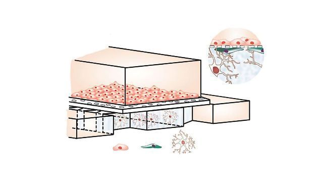 The Blood-Brain Barrier: Now on a Chip | Technology Networks