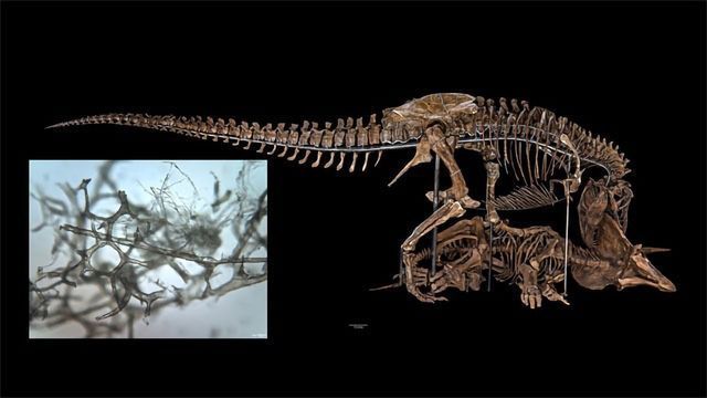How Have Dinosaur Blood Vessels Survived for Centuries? | Technology ...