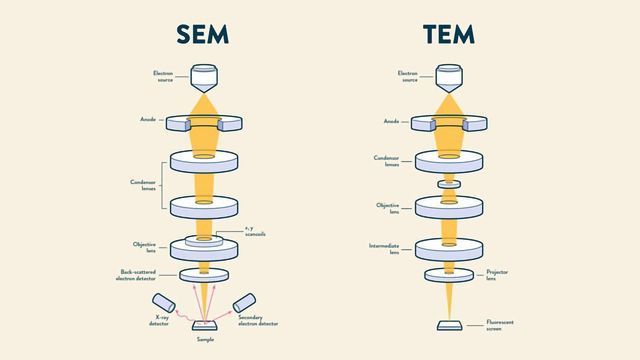 SEM vs TEM | Technology Networks