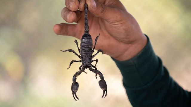 Proteins From Scorpion Venom Deliver Arthritis Drugs to Joints ...