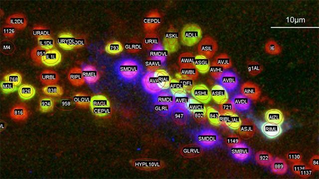 Mapping Worm Nervous Systems Just Got A Bit Easier Technology Networks