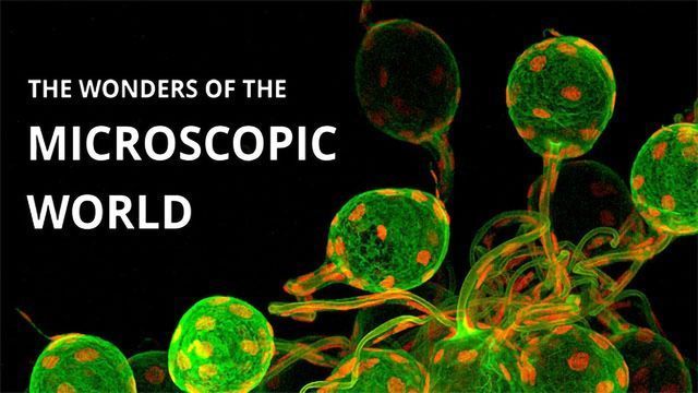 The Wonders of the Microscopic World | Technology Networks