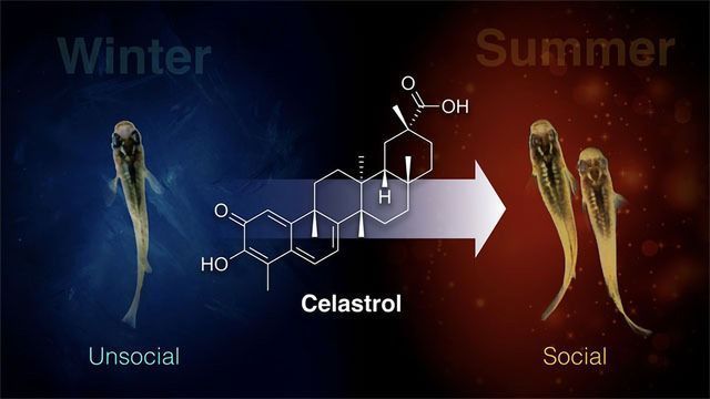 Celastrol Treats SAD-like Symptoms in Animal Model | Technology Networks