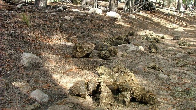 The Origin of Feces | Technology Networks