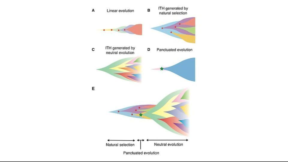 Simulations Help Study the Evolution of Cancer | Technology Networks
