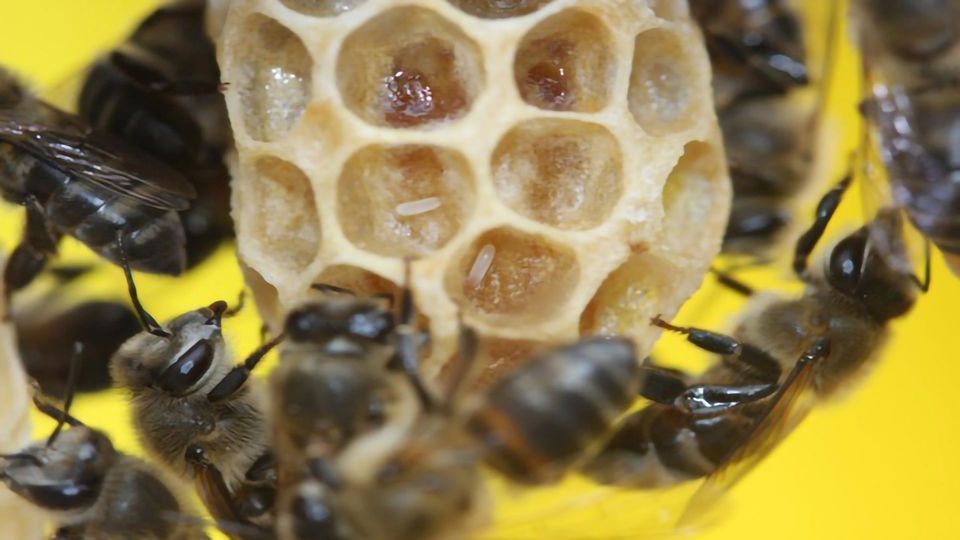 Gene Behind Bee Virgin Birth Has Scientists Buzzing | Technology Networks