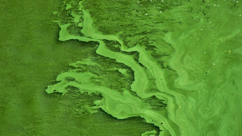 Algal Genome Provides Clues to How Aquatic Plants First Colonized Land ...