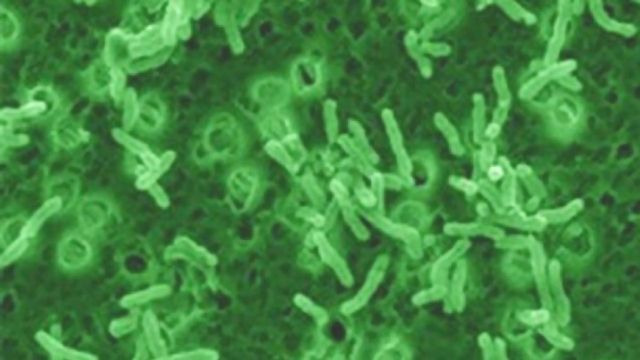 Rat Study Suggests "Good Bacteria" Could Relieve Autism-like Symptoms ...