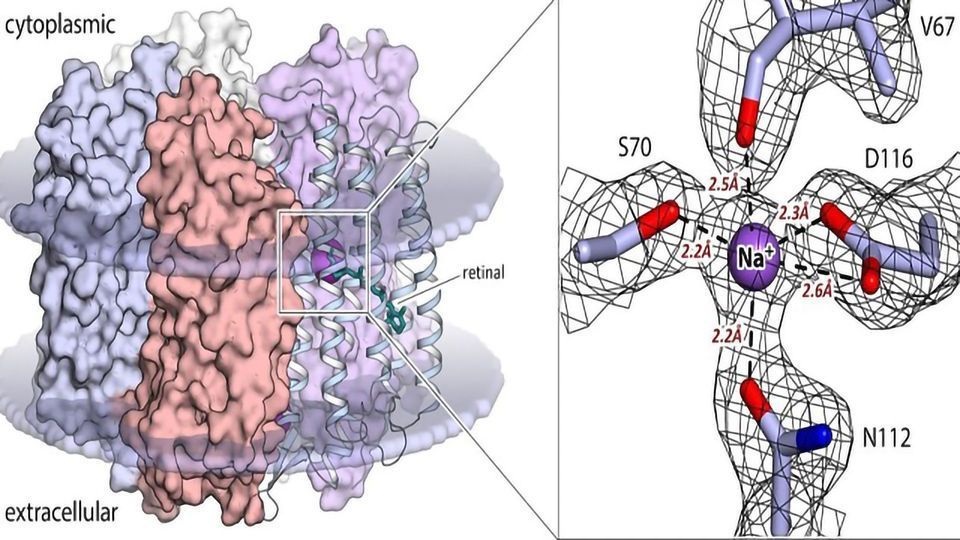 Structure of Unique Optogenetic Tool Obtained for the First Time ...