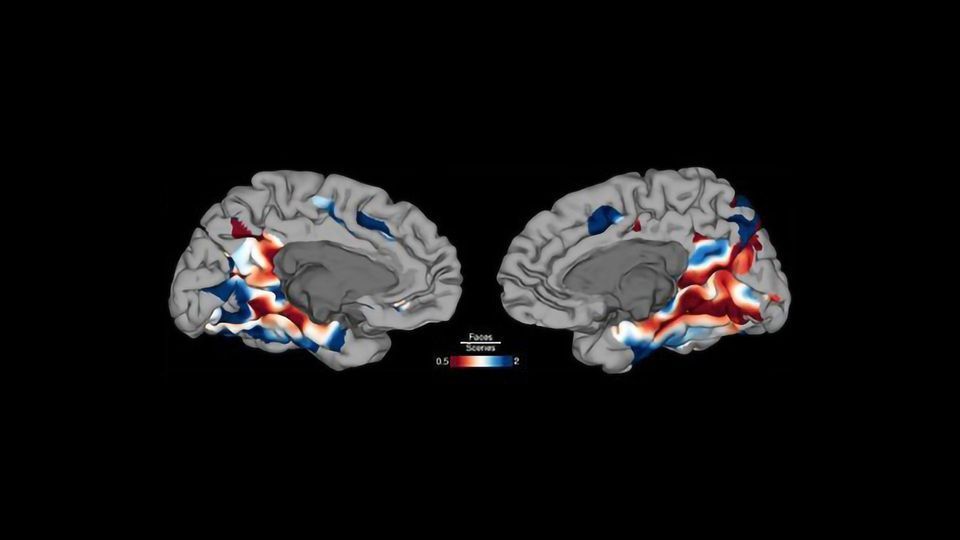 Identifying the Brain Regions Linked to Facial Recognition | Technology ...
