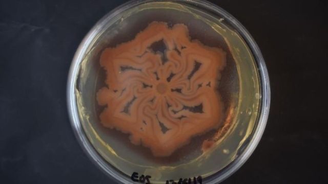 New Technique for Engineering Living Materials and Patterns ...