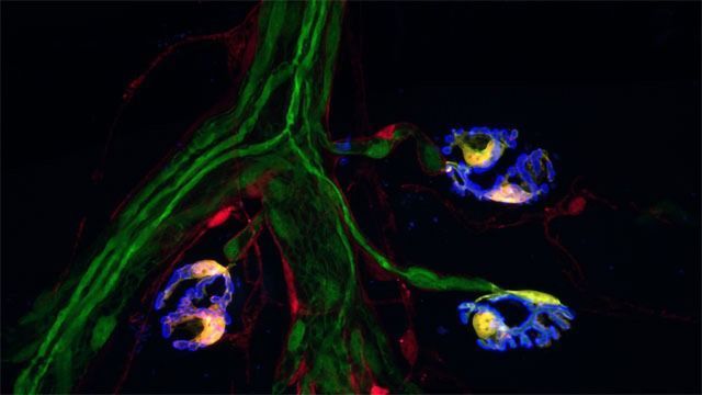 "Barcode" Method Identifies Critical Cell Types in the Brain ...