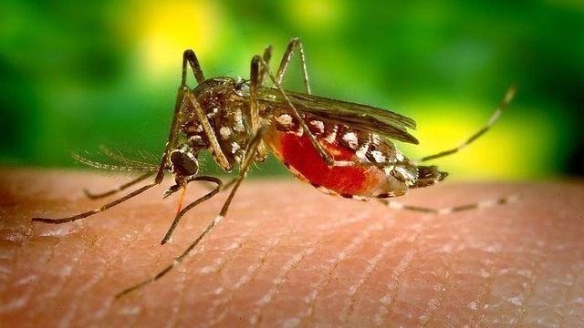 A Healthy Gut Microbiome Offers Protection Against Mosquito-borne ...