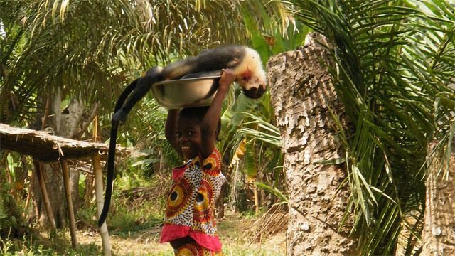 Strategies Needed To Reduce Bushmeat Hunting | Technology Networks