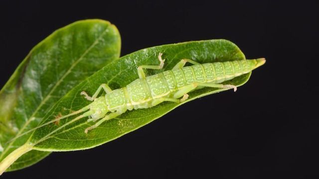 Genome Mapping Reveals How Cryptic Colors Help Insect “Stick Out ...