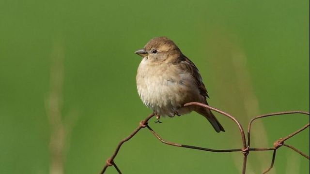 Inbreeding Detrimental for Survival in Birds | Technology Networks