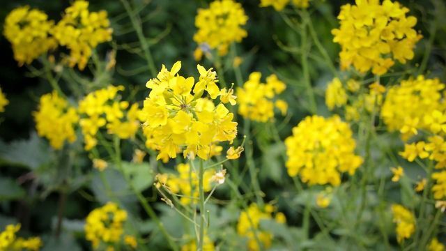 Full Genome of Black Mustard Plant Decoded | Technology Networks