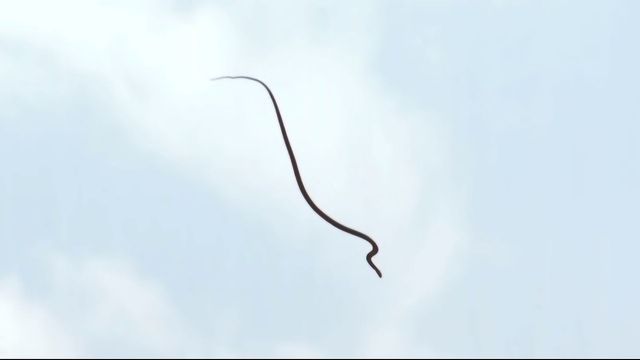 How Flying Snakes Glide Through the Air | Technology Networks